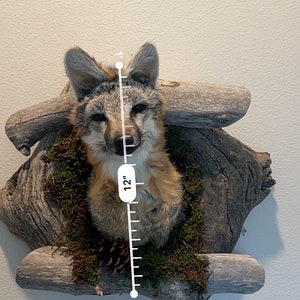 Beautiful Grey Fox Taxidermy Wall Mount in Den - Etsy