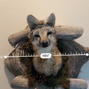 Beautiful Grey Fox Taxidermy Wall Mount in Den - Etsy