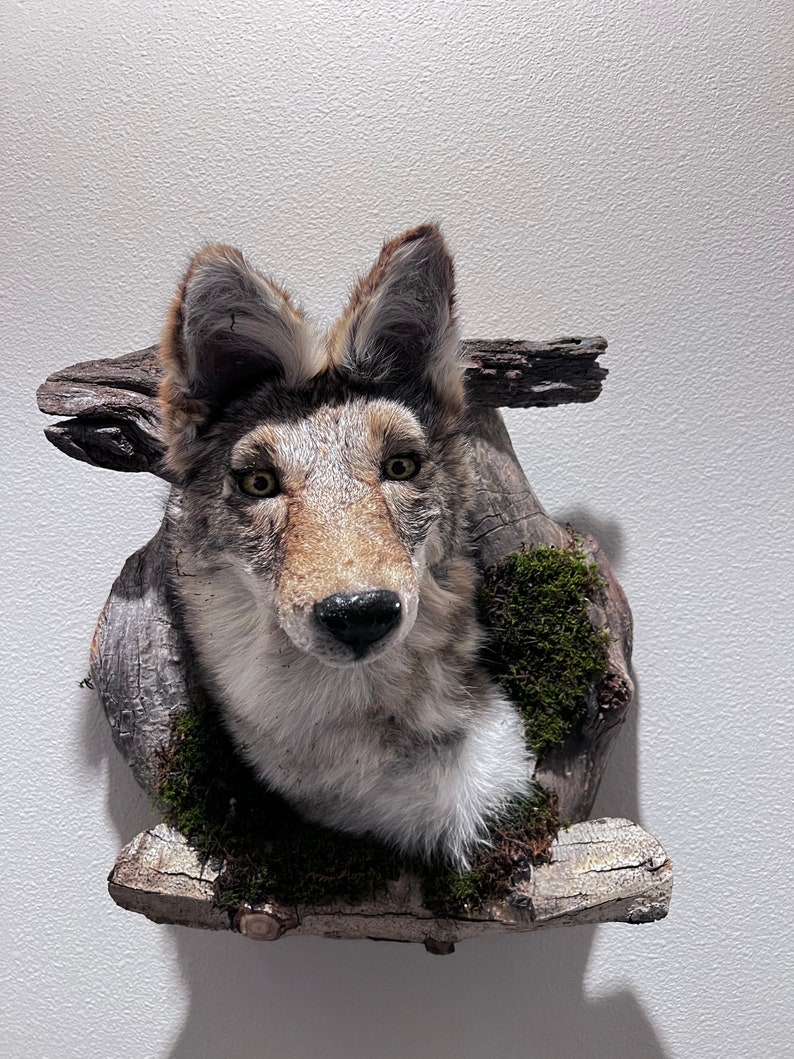 New Beautiful Coyote Den Taxidermy Wall Mount - Etsy