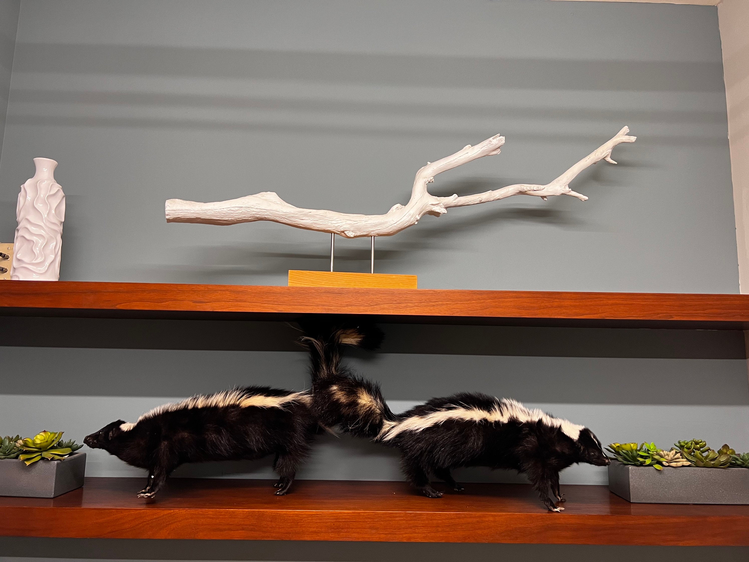 New Fluffly SKUNK Taxidermy Mount - Etsy