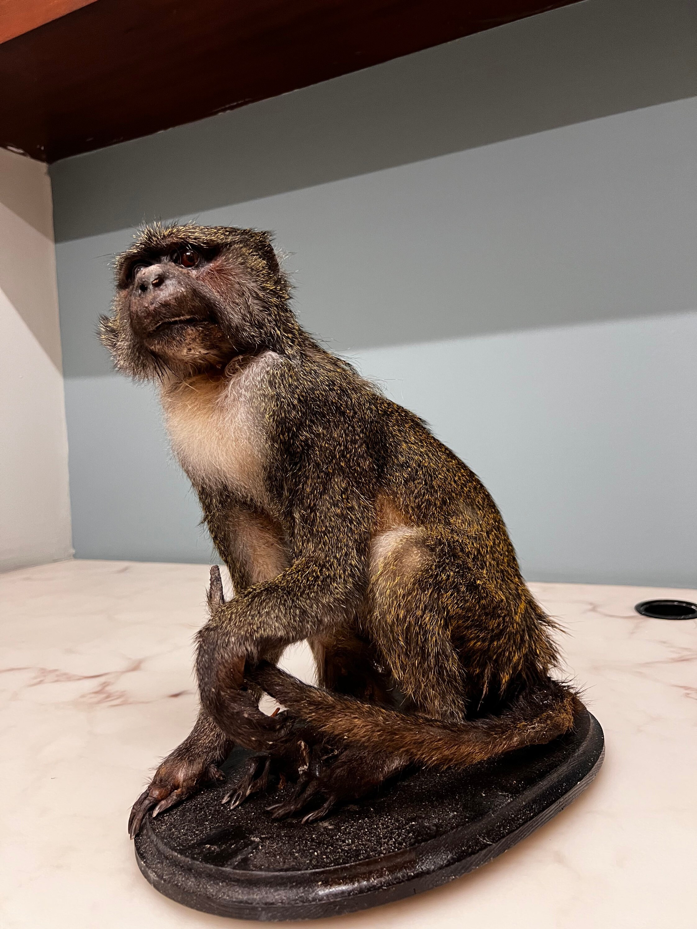 Allen's Swamp Monkey Taxidermy Full Life Size Standing - Etsy