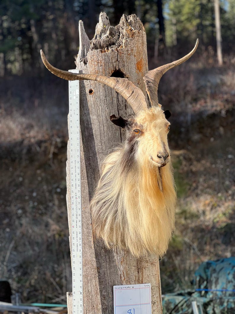 Angora Cross Goat Shoulder Mount Taxidermy - Etsy