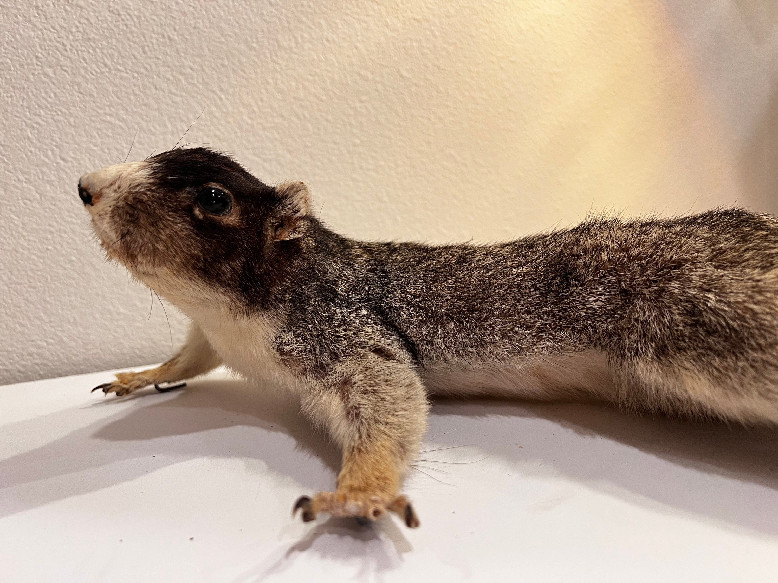 Flying Squirrel Beautiful Adorable Taxidermy Wall-mount Wooden Base - Etsy
