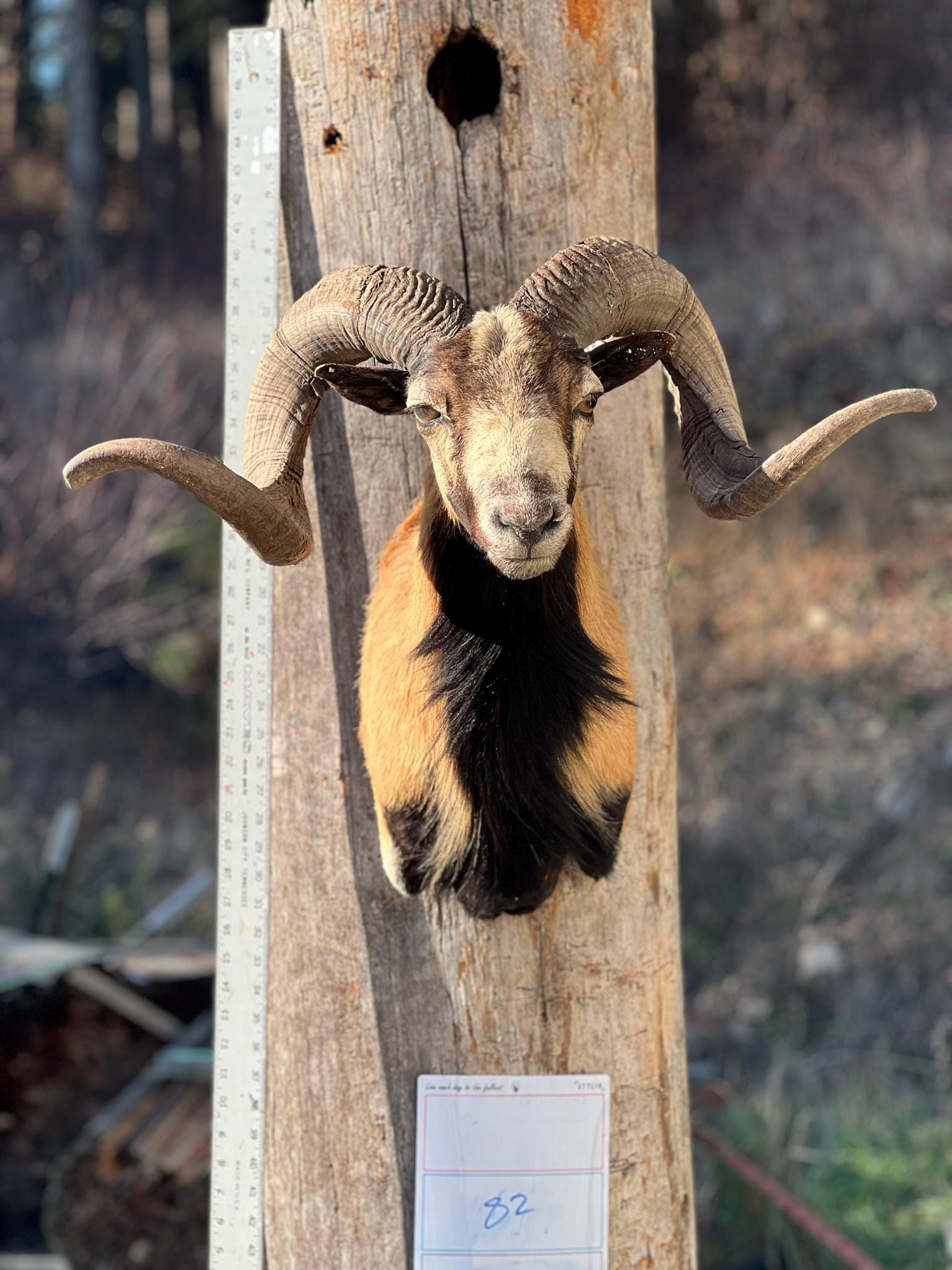Corcican Ram Sheep Shoulder Mount Taxidermy - Etsy
