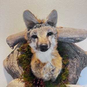 Beautiful Grey Fox Taxidermy Wall Mount in Den - Etsy