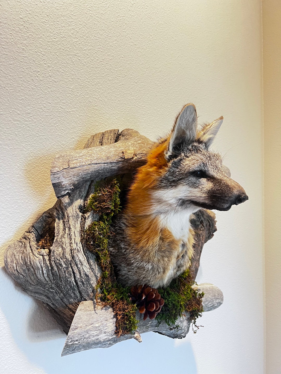 Beautiful Grey Fox Taxidermy Wall Mount in Den - Etsy