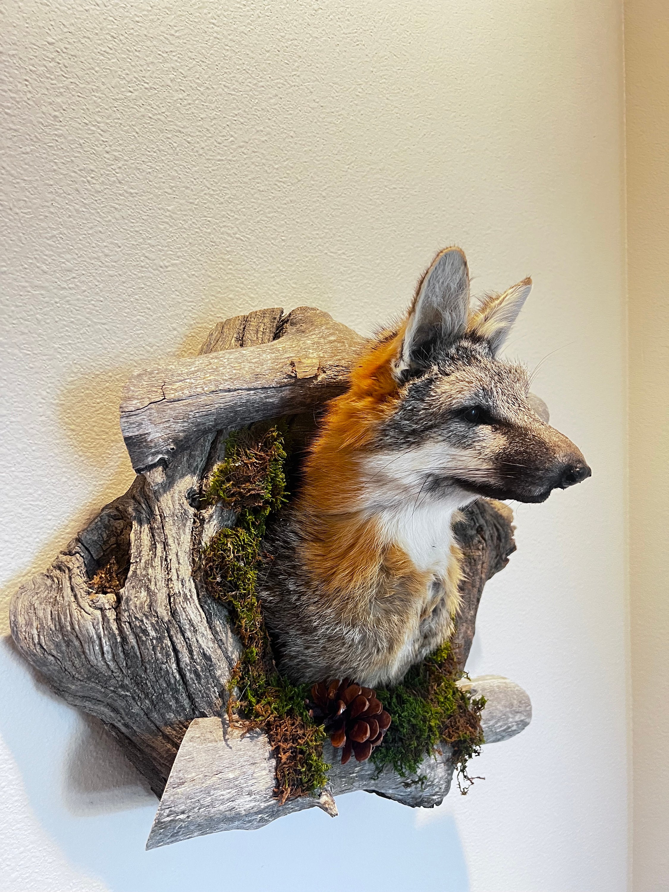 Grey Fox Wall Mount