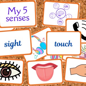 Montessori Five Senses Activities Bundle - Sorting Cards & Sentence ...