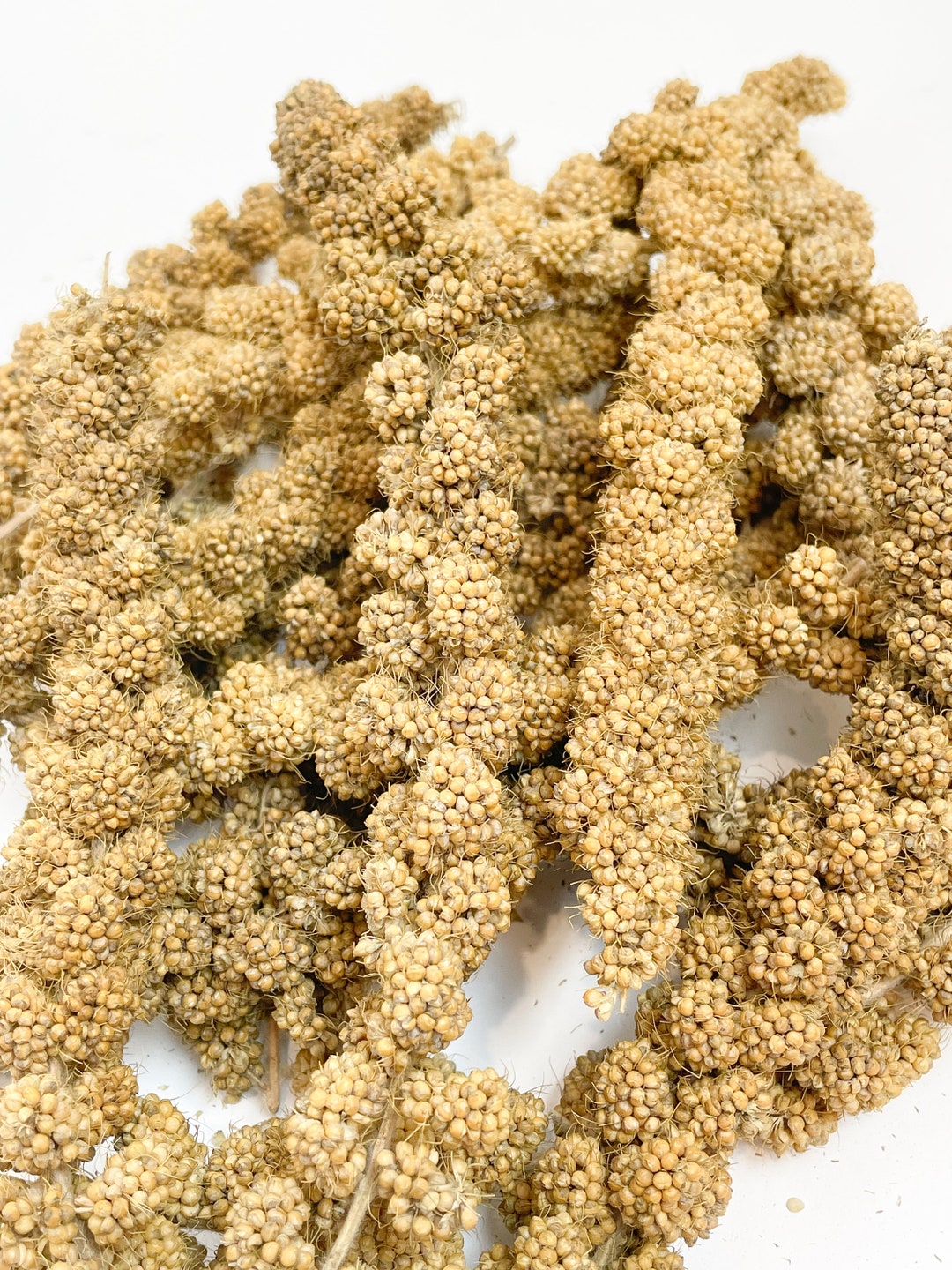 Golden Millet Sprays - Natural, Non-gmo Treats 50g | Suitable for ...