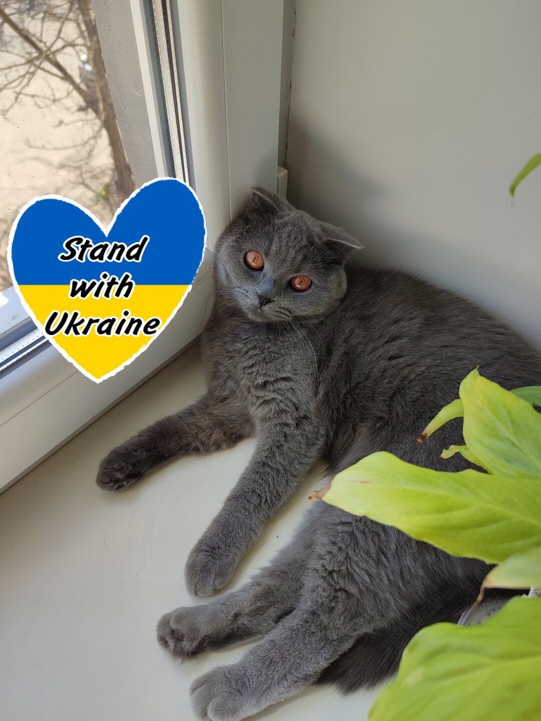 Ukrainian Pet - Digital File Download - Ukraine Seller - Stand With ...