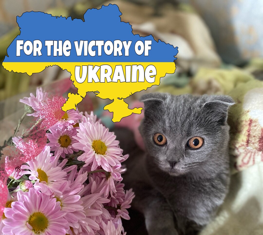 New Photo of Ukrainian Cat Olivka, Digital File Ukraine, Ukraine ...