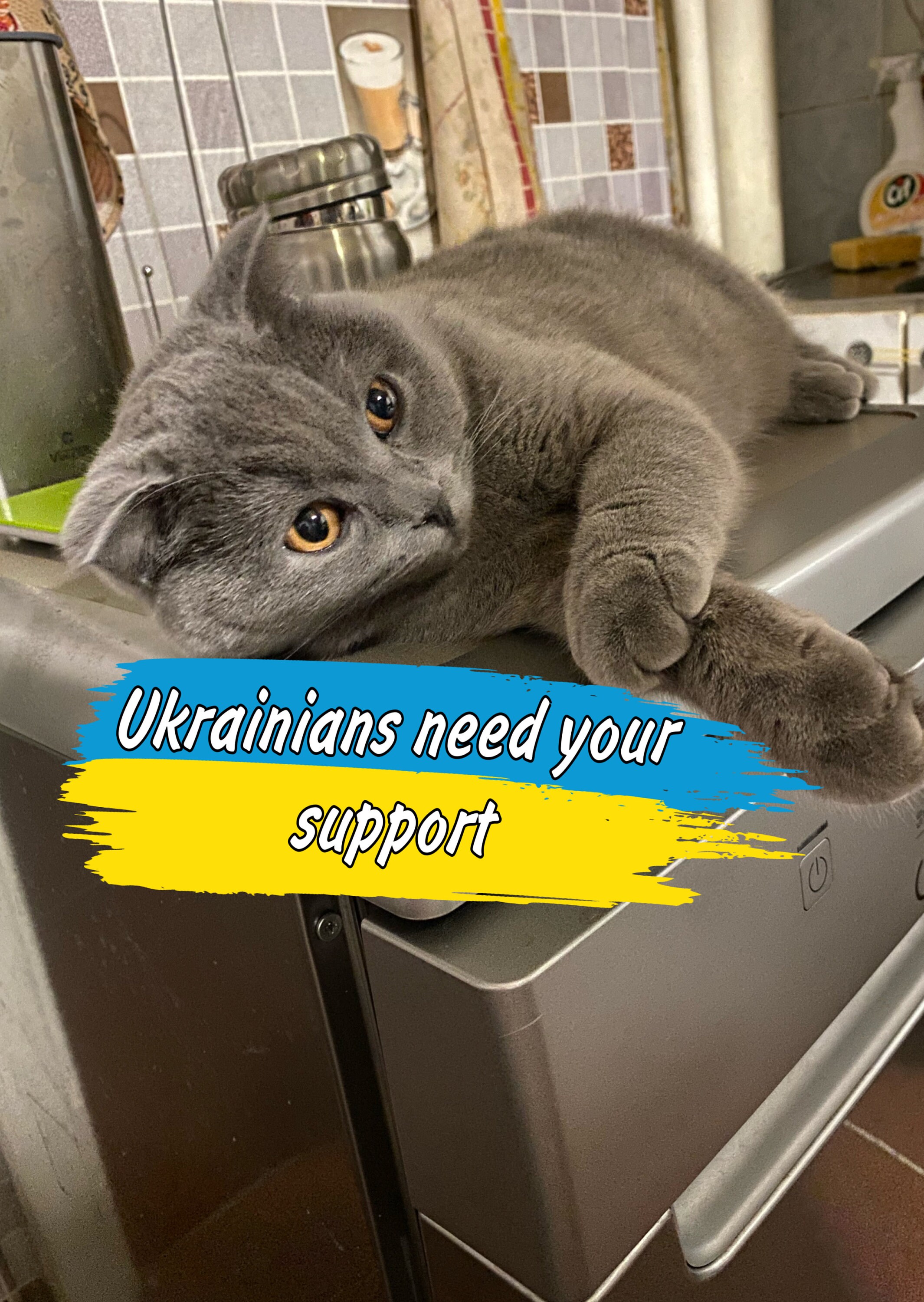 Ukrainian Cat Ukraine Postcard Digital File Download - Etsy