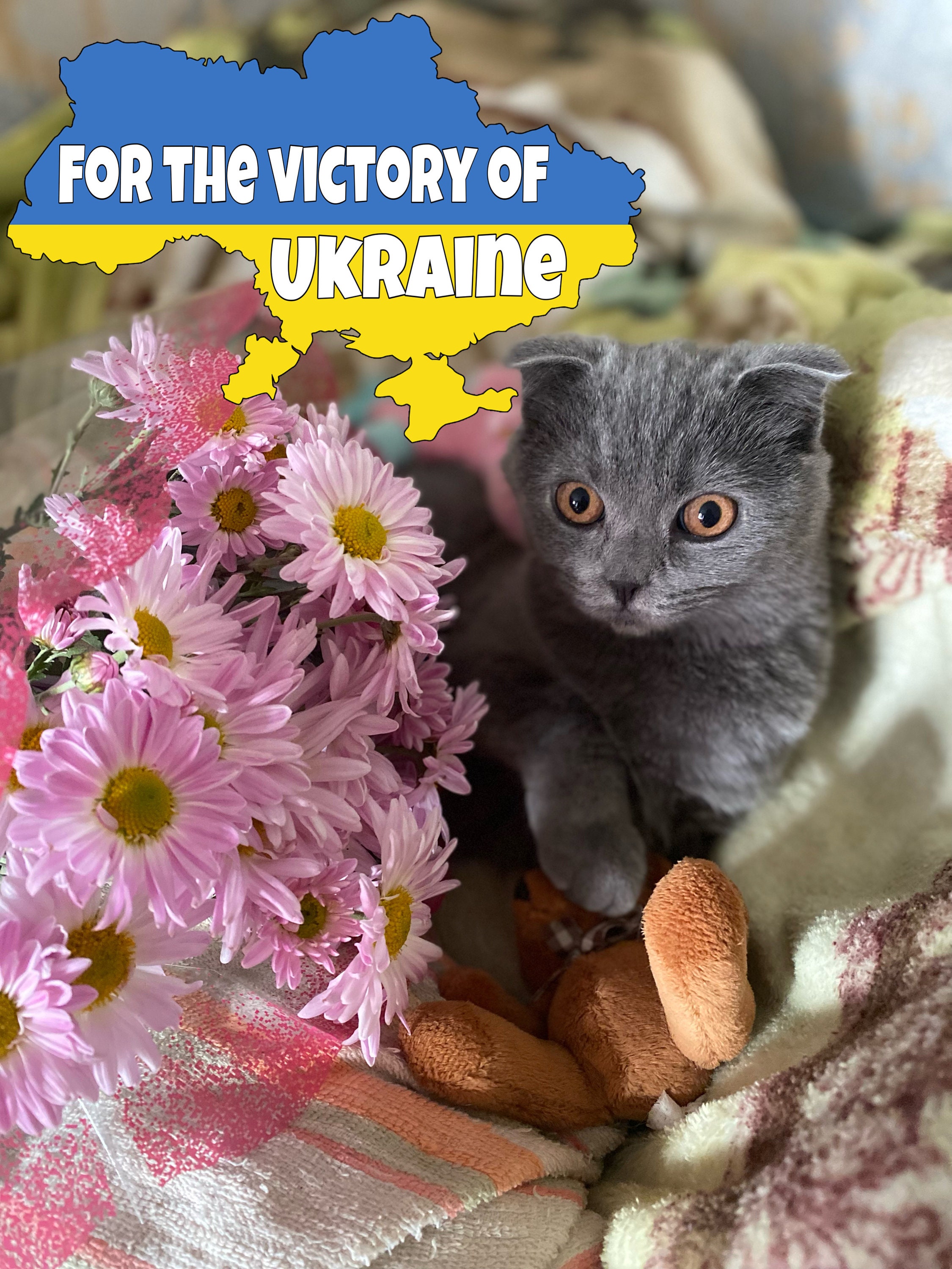 Ukrainian Cat Ukraine Postcard Digital File Download - Etsy