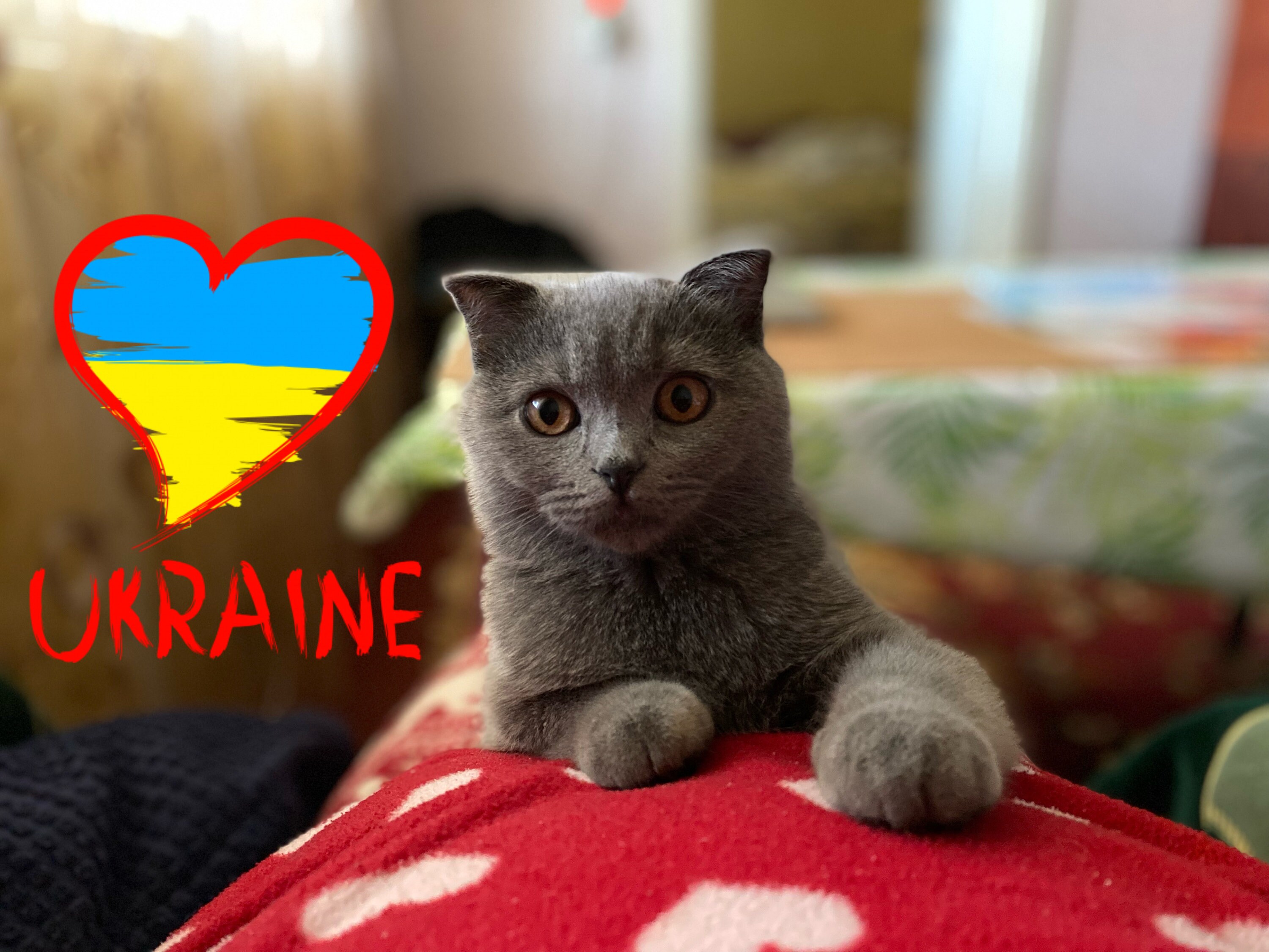 Ukrainian Cat Olivka Ukrainian Postcard Solidarity With - Etsy