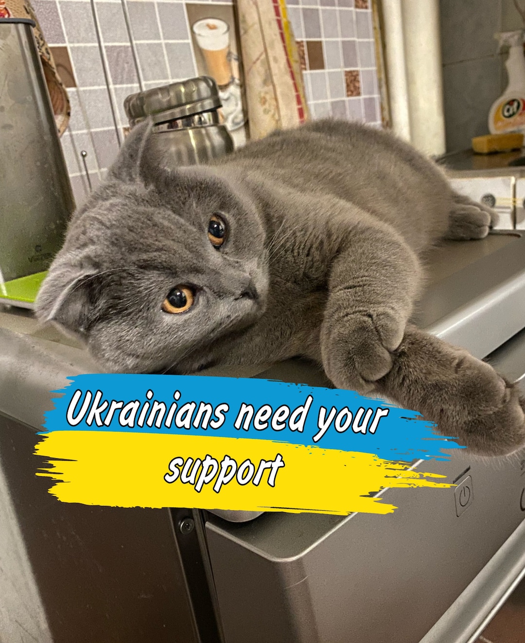 Ukrainian Cat. Ukraine Digital Download File. Ukrainian Postcard ...