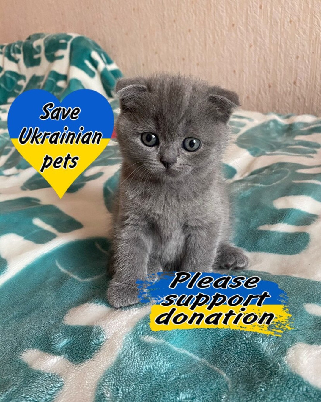 Support Ukrainian Pets. Save Animals. Ukraine Cat Postcard. Digital ...