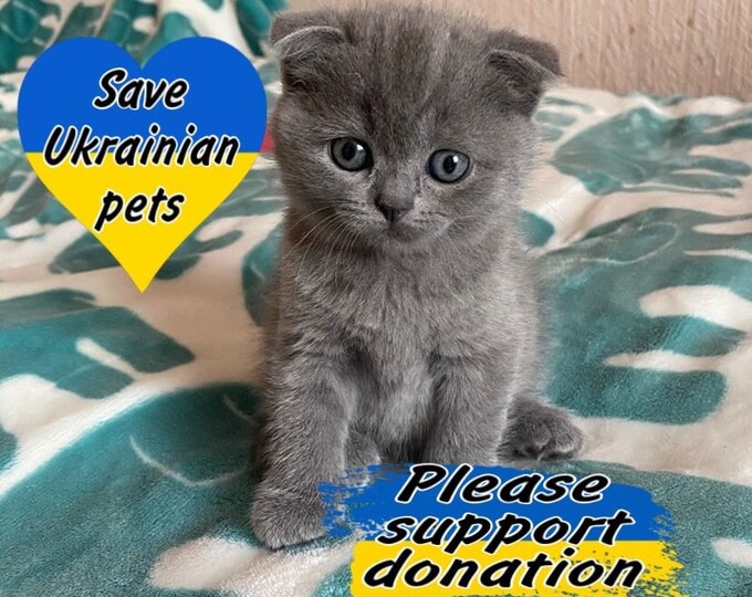 Support Ukrainian Pets. Save Animals. Ukraine Cat Postcard. Digital ...