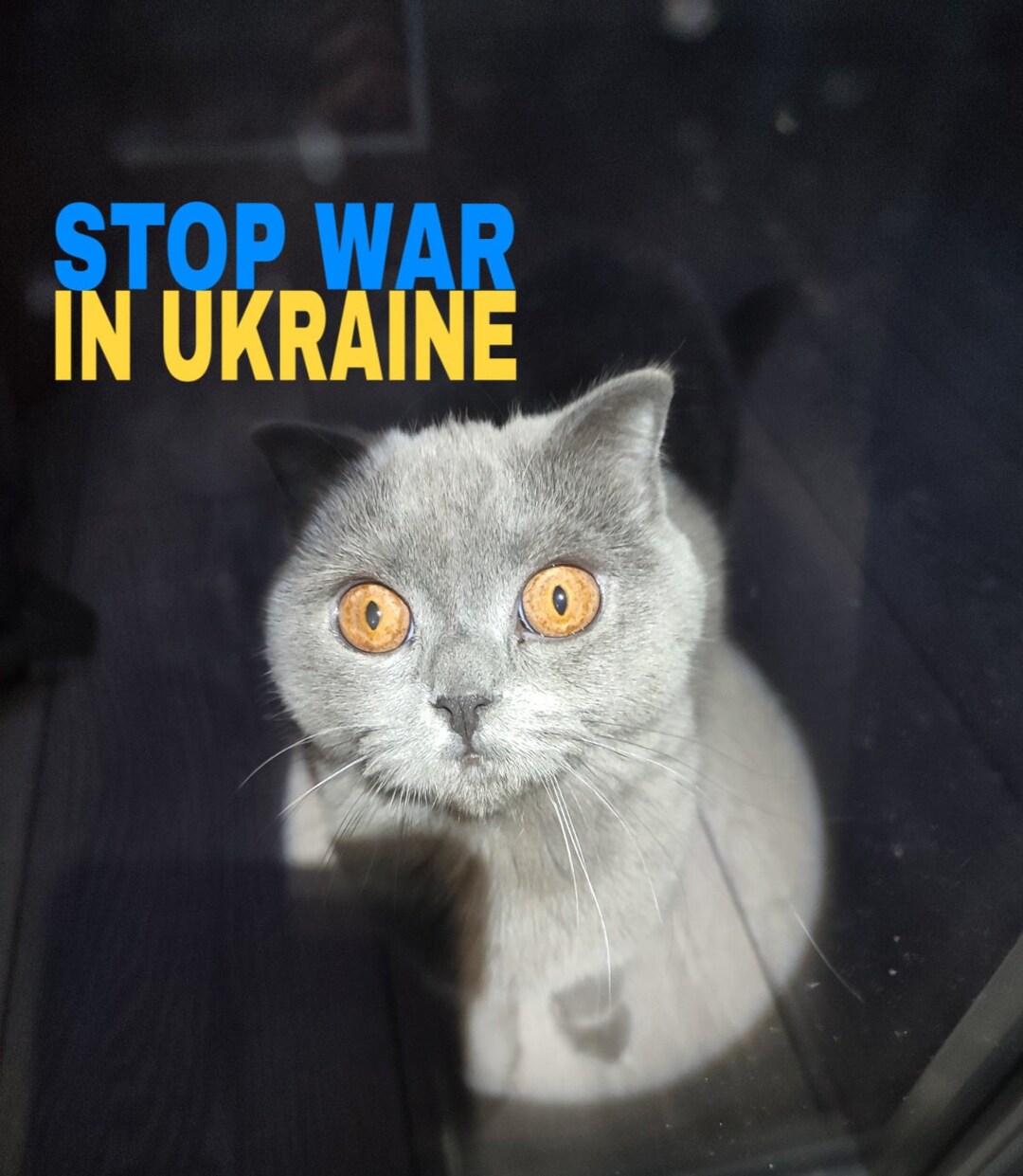 Ukrainian Cat, Ukraine Postcard, Digital File Download, Ukraine Shop ...