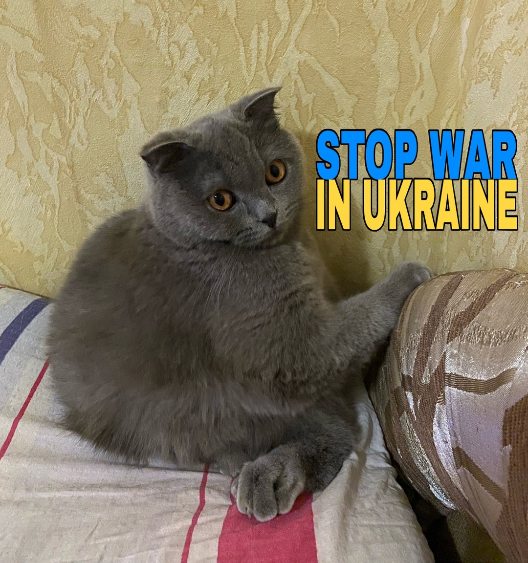 Ukrainian Cat Olivka, Ukrainian Postcard, Solidarity With Ukraine ...