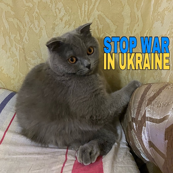 Cute Ukrainian Cat Olivka, Ukraine Postcard, Cat Ukraine Digital ...