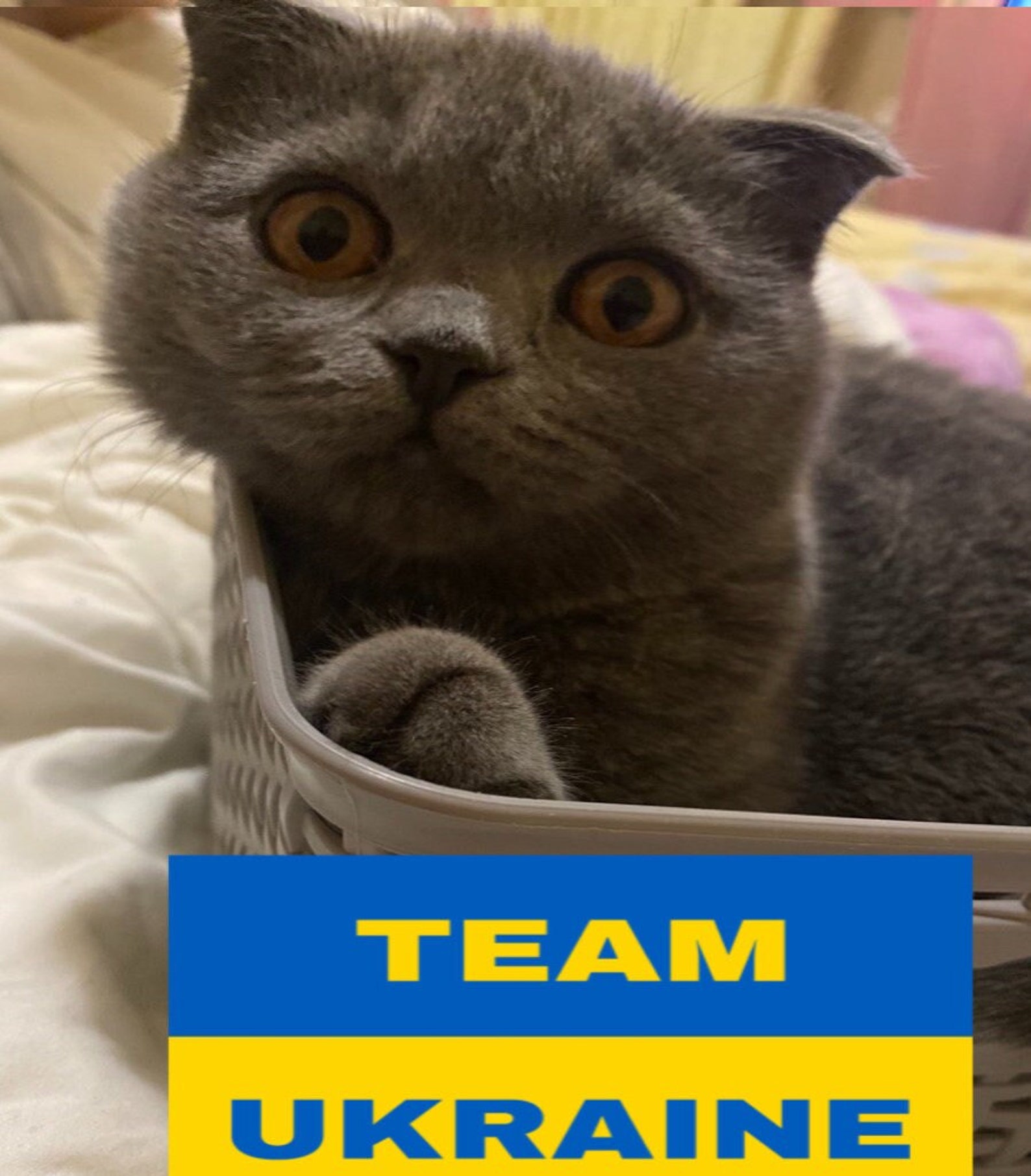 Cute Ukrainian Cat Olivka Ukraine Postcard Cat Ukraine - Etsy