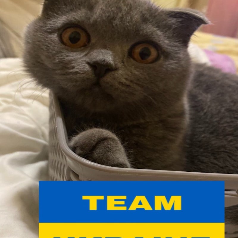 Cat Card Easter - Etsy