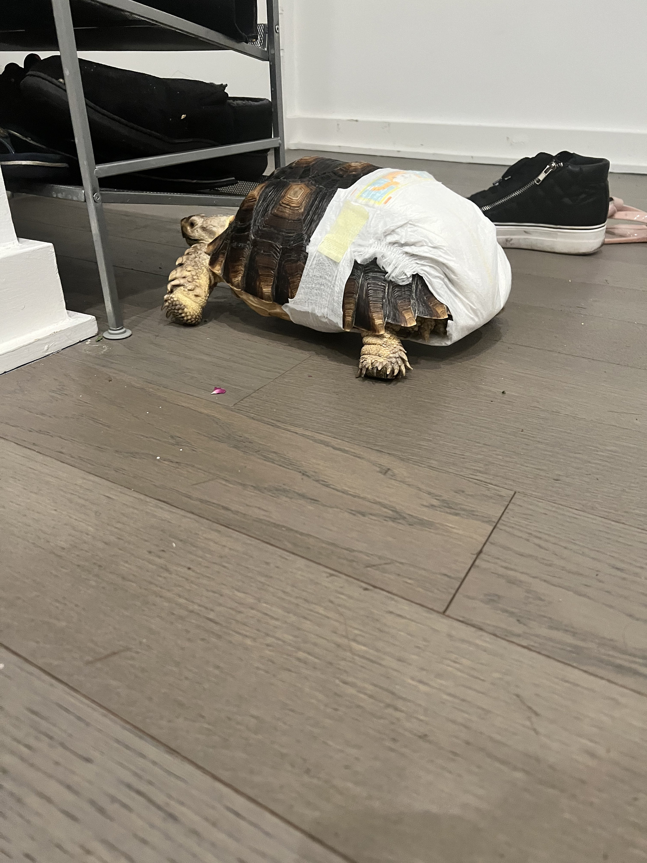 Tortoise Diapers - Etsy