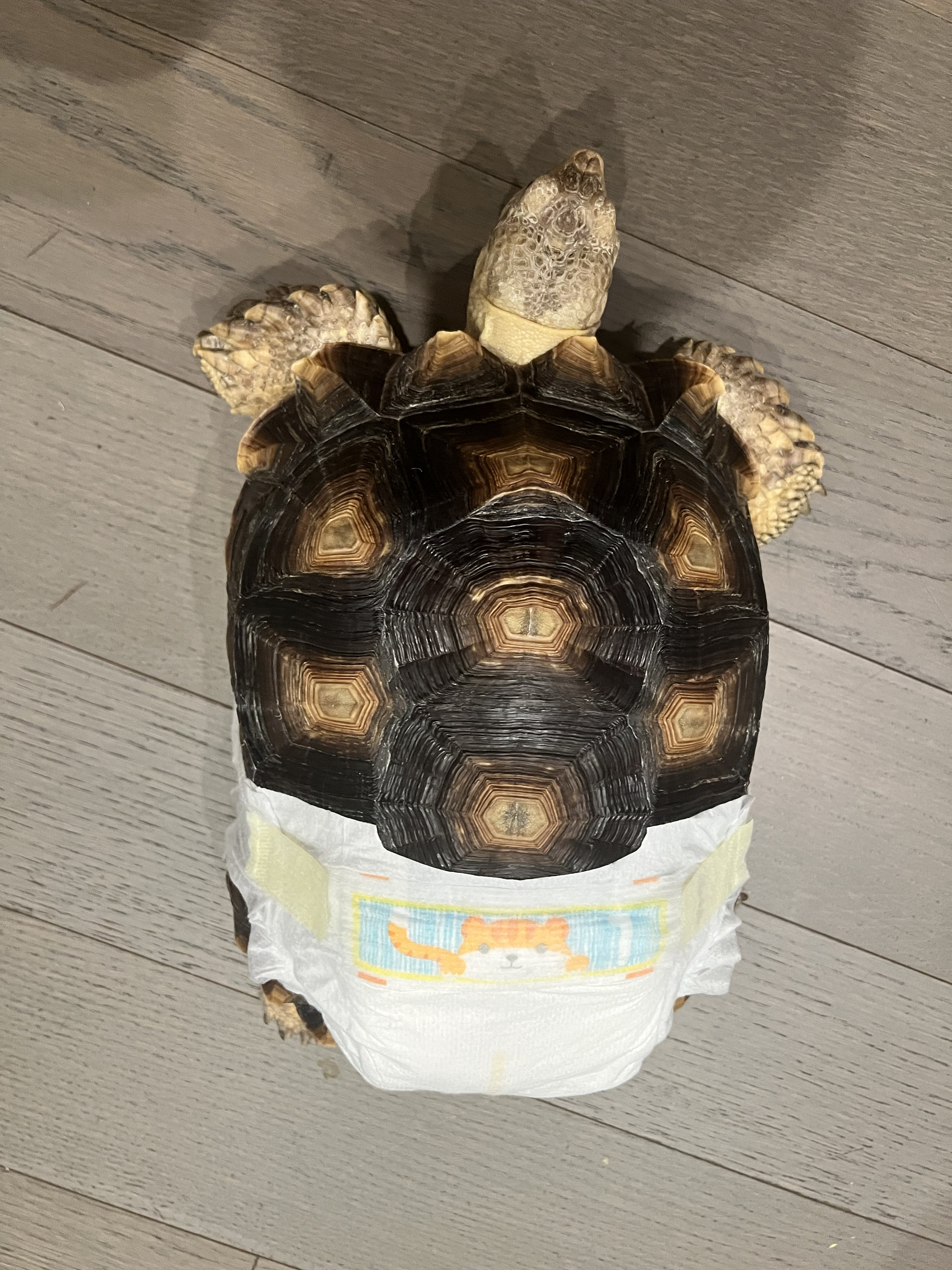 Tortoise Diapers - Etsy