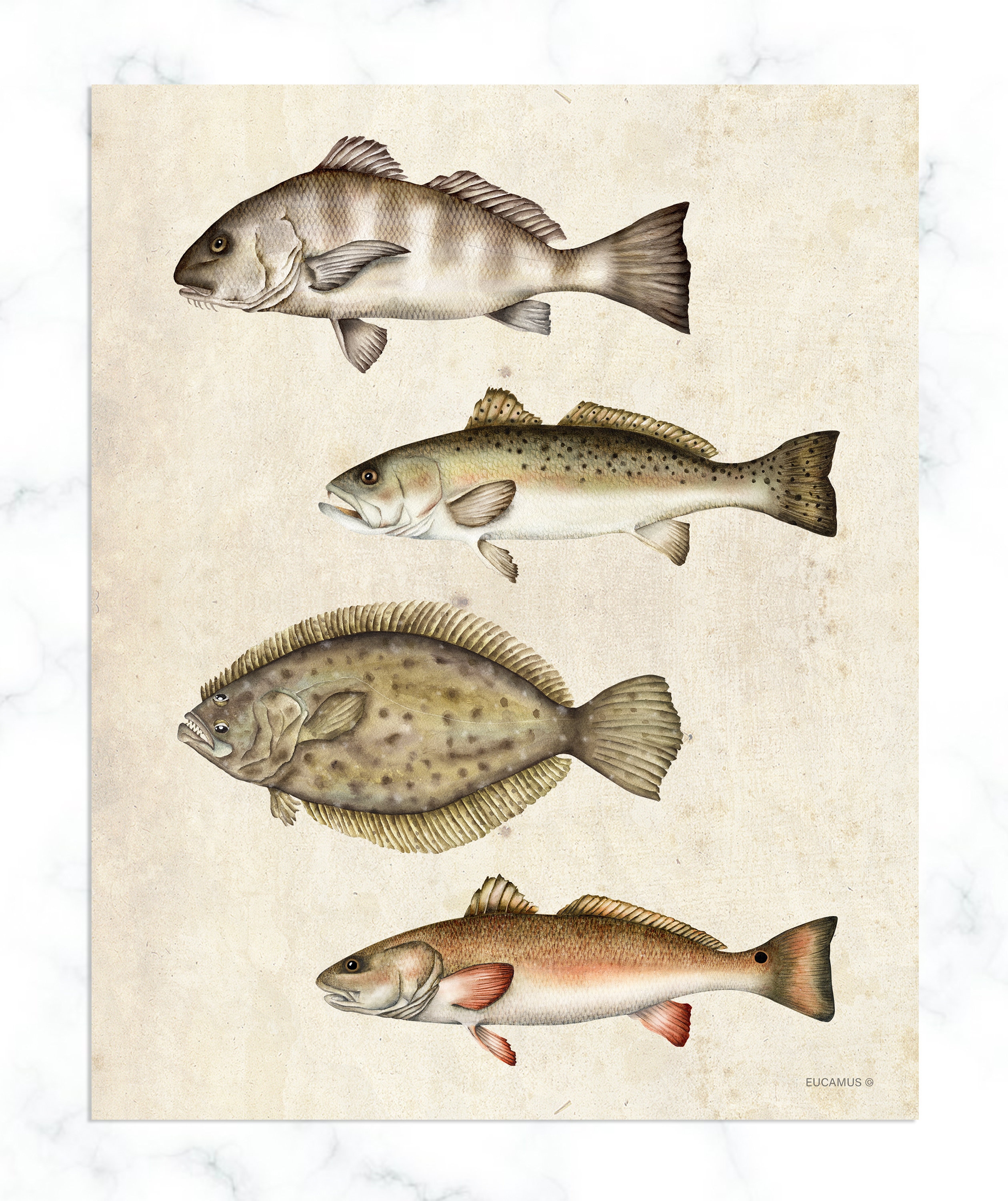 Saltwater Fish / Watercolor Art Print - Etsy