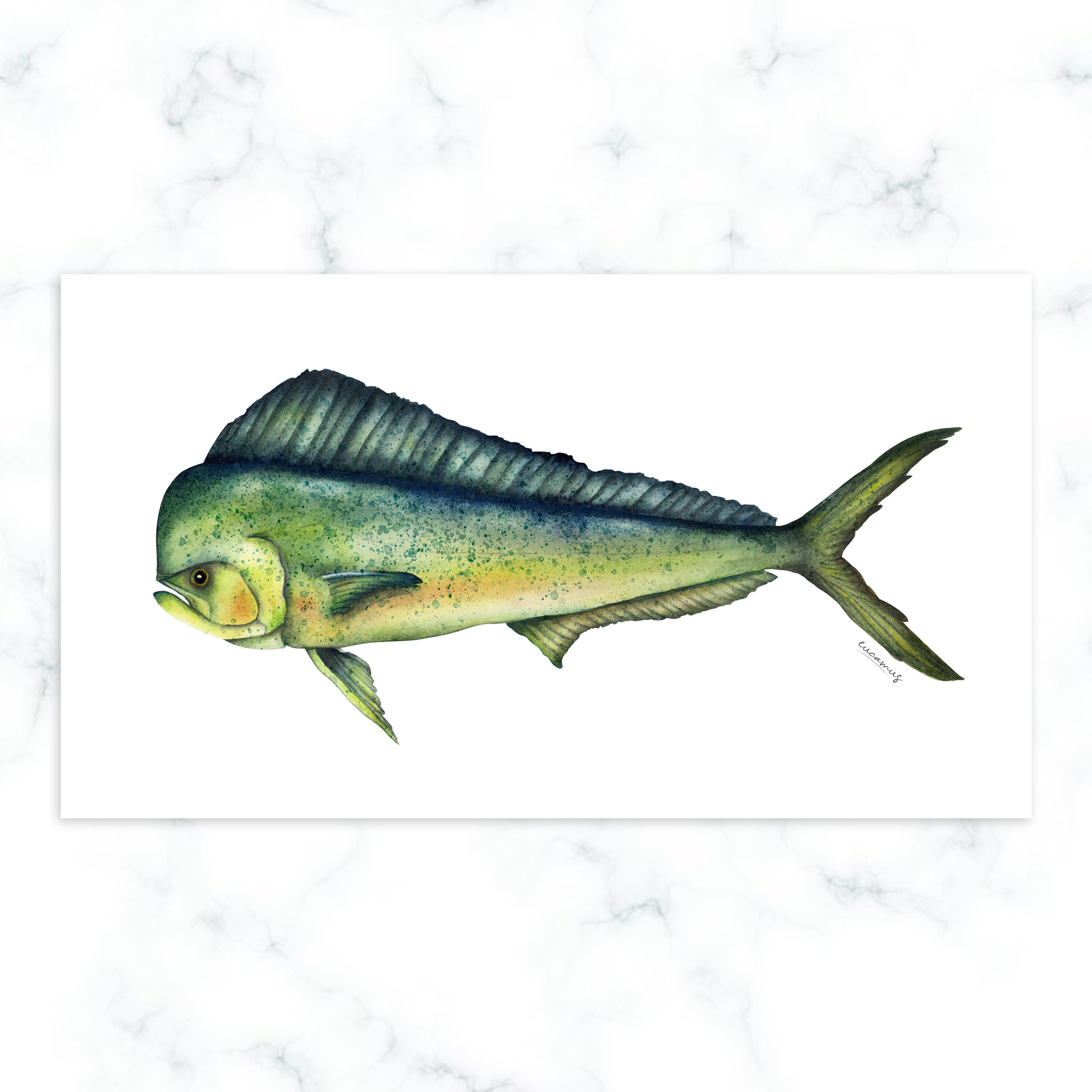 Mahi-mahi (dolphin Fish) Art Print - Etsy