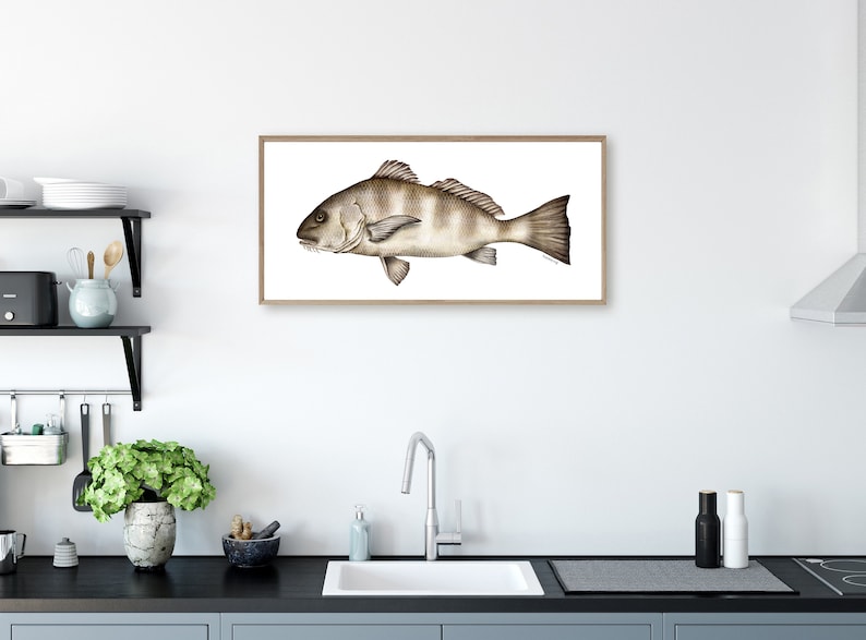 Black Drum Fish / Watercolor Art Print - Etsy