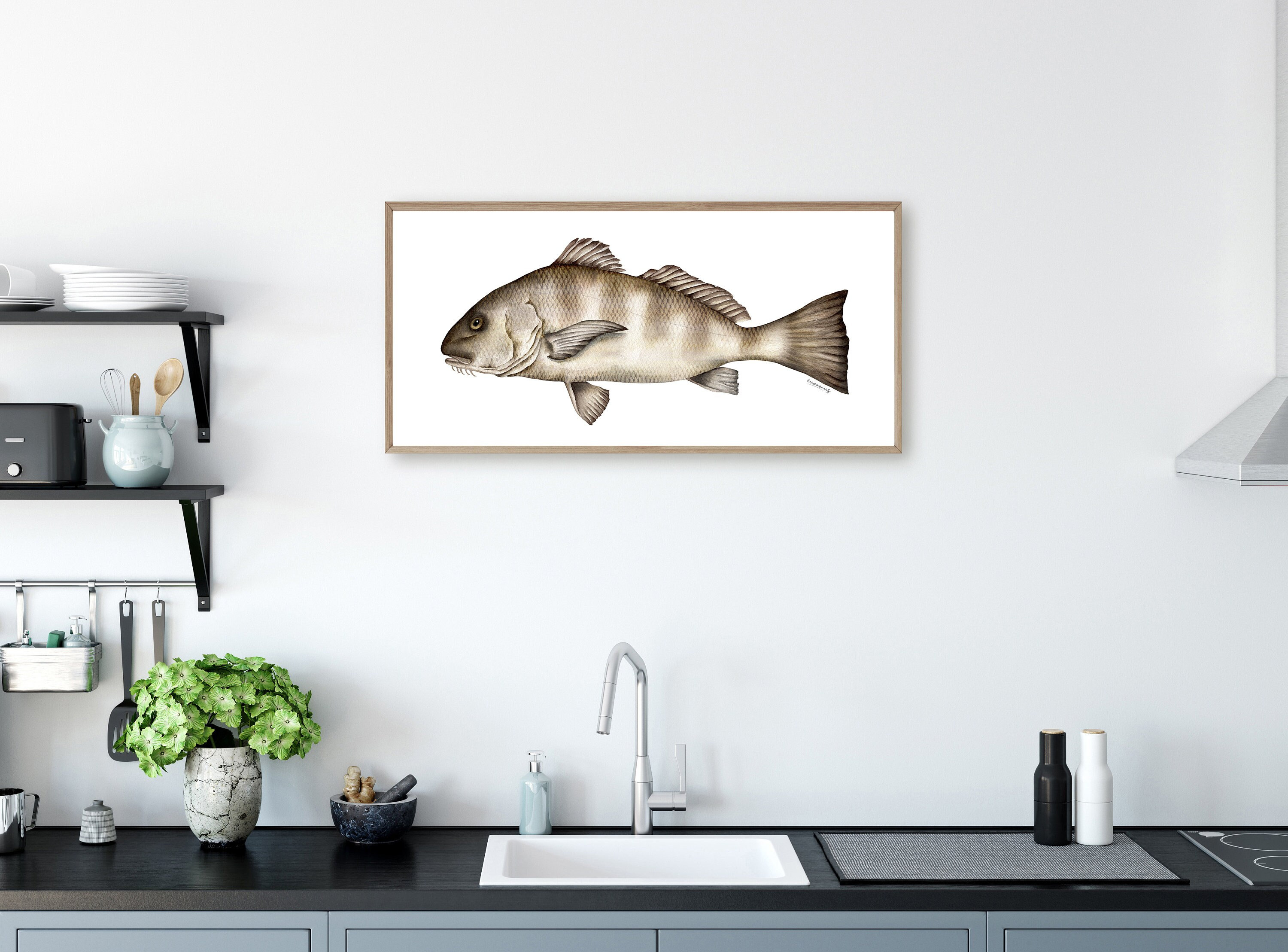 Black Drum Fish / Watercolor Art Print - Etsy