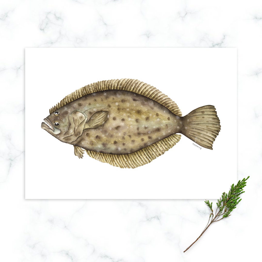 Flounder Fish / Watercolor Art Print - Etsy