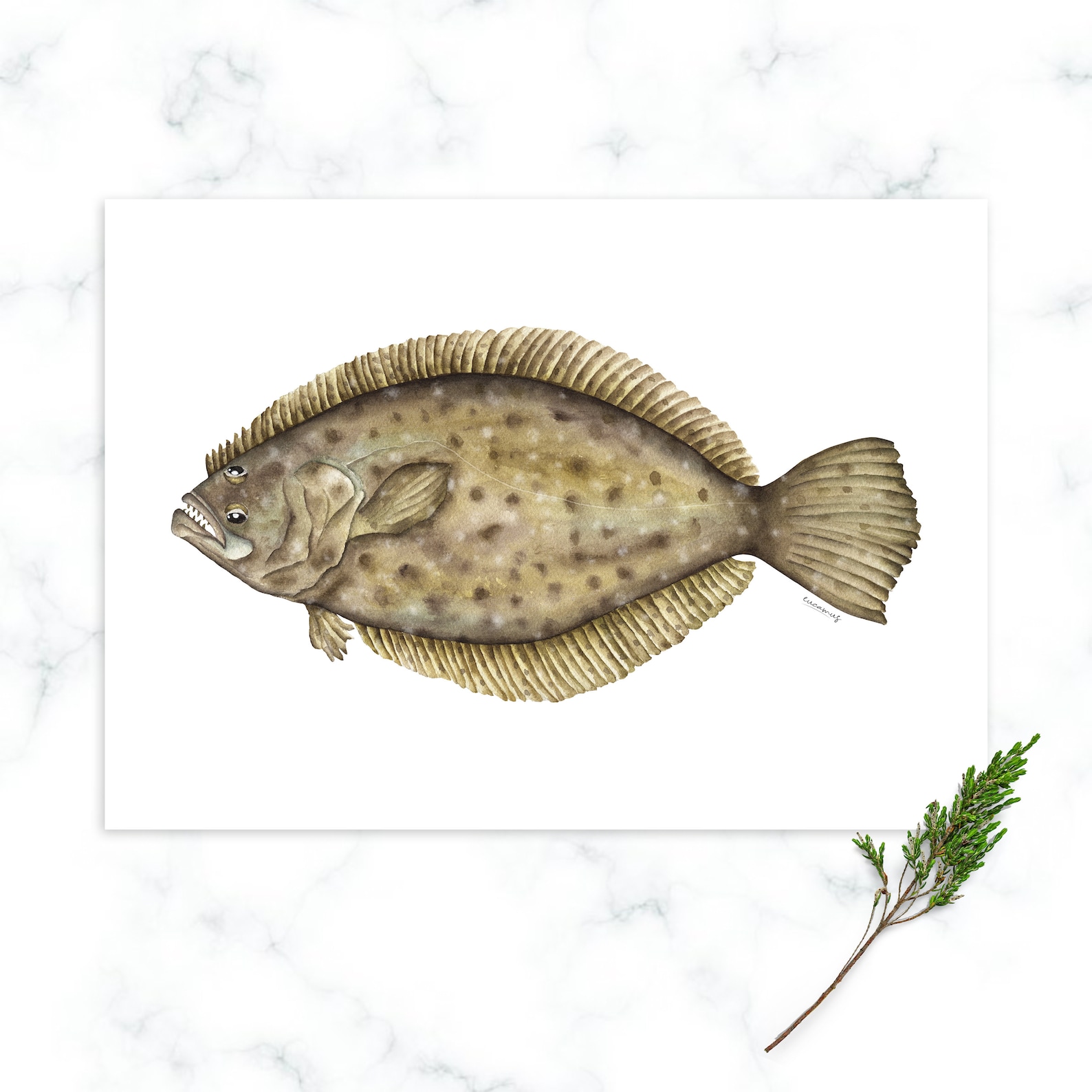 Flounder Fish / Watercolor Art Print - Etsy