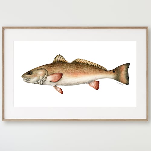 Watercolor Fish Art Print. Texas Grand Slam Red Fish Speckled - Etsy