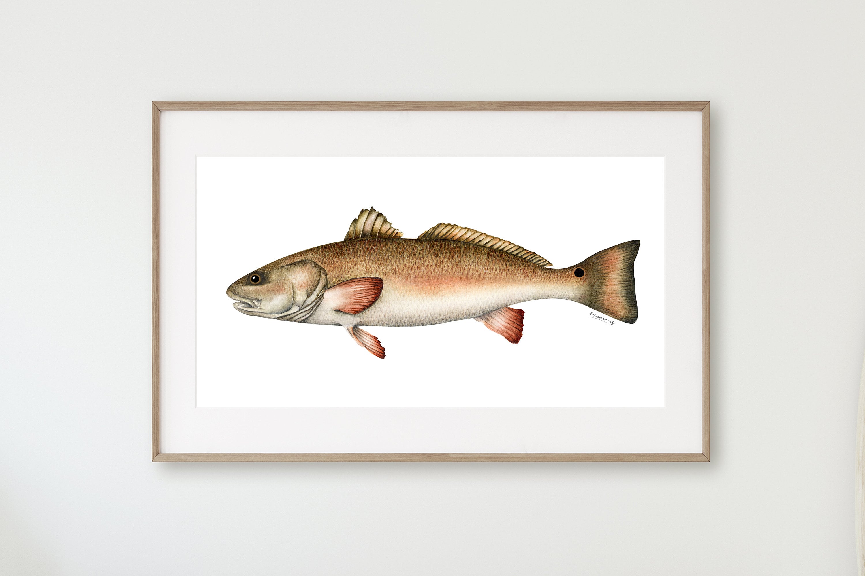 Redfish / Red Drum Art Print - Etsy