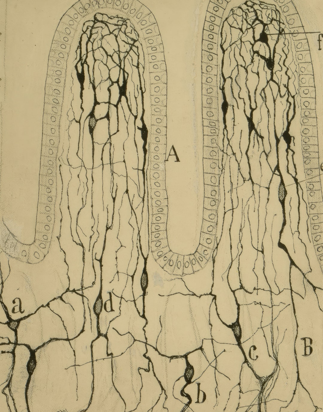 Santiago Ramón Y Cajal Neuron Painting. Digital Art Print - Etsy