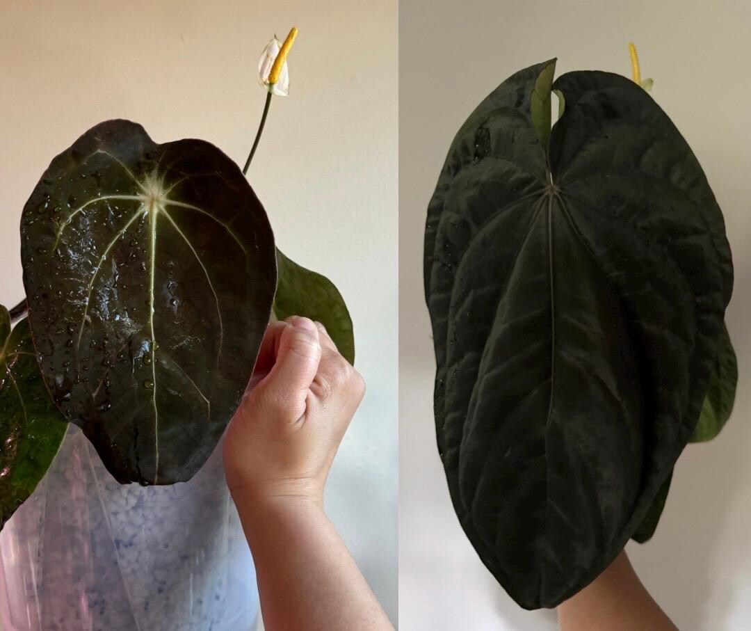 Anthurium Carlablackiae X Forgetii Crossed With Dressleri, Set of 2 ...