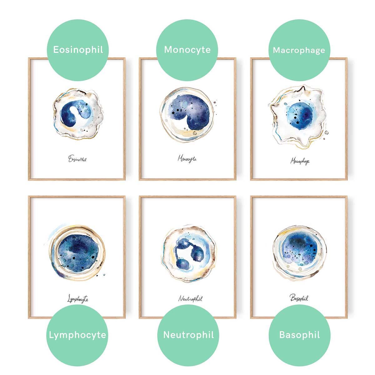 White Blood Cells Art Set of 6 Instant Download Art Print, Immune Cells ...
