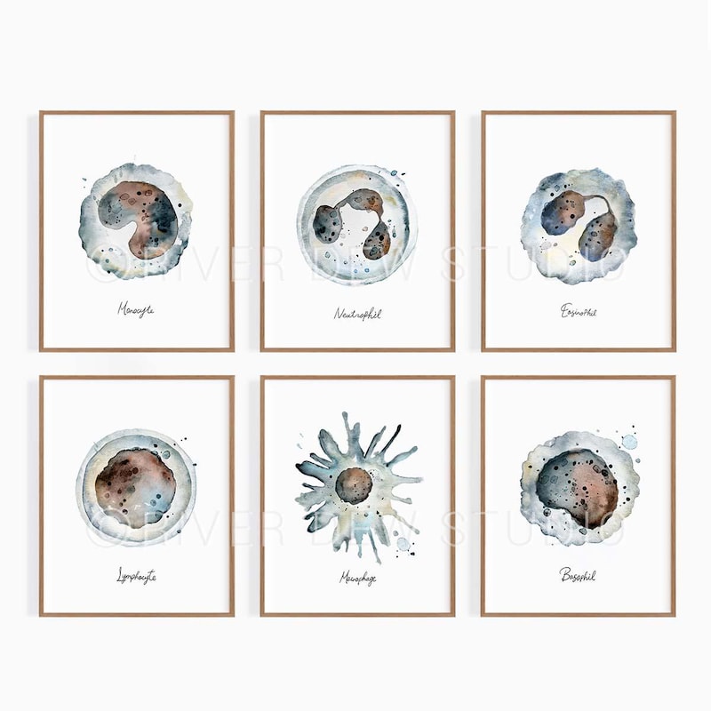 The 5 White Blood Cells - Etsy