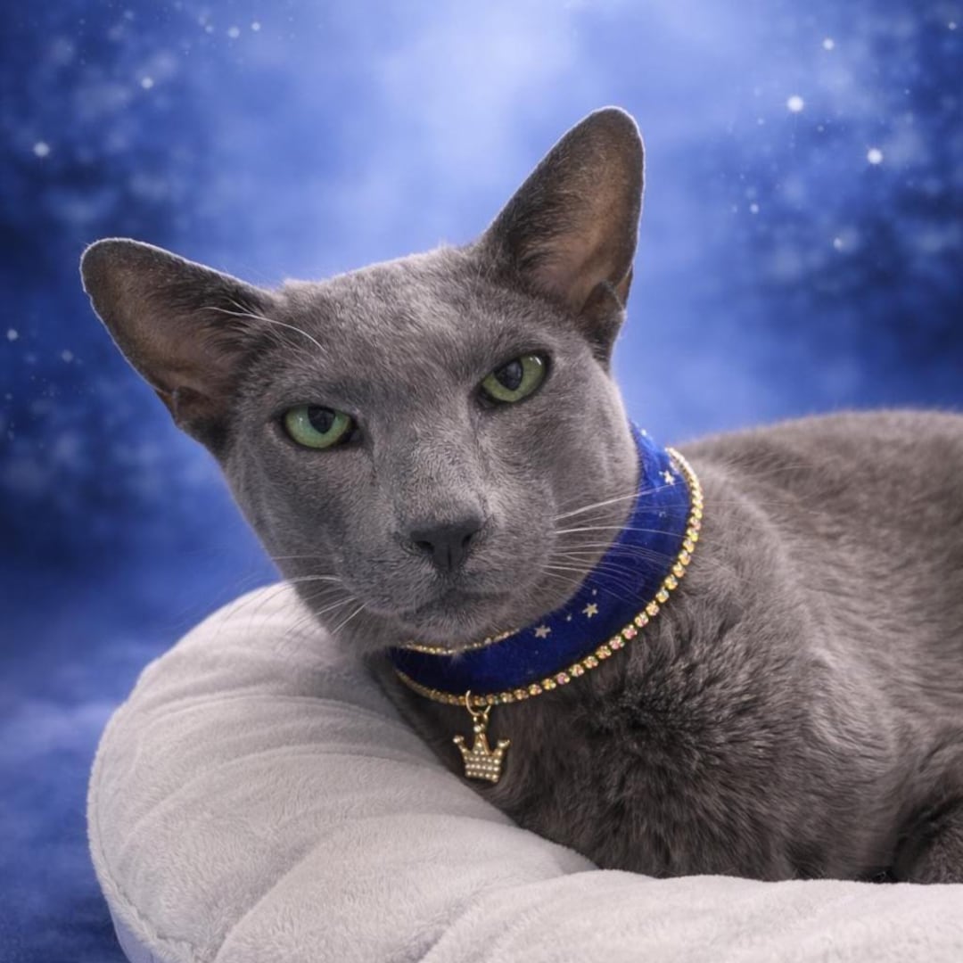 Royal Blue Velvet Cat Collar With Rhinestones and Charm | Special ...