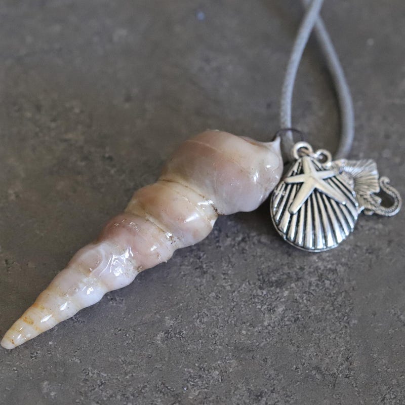 Real Seashell - Etsy