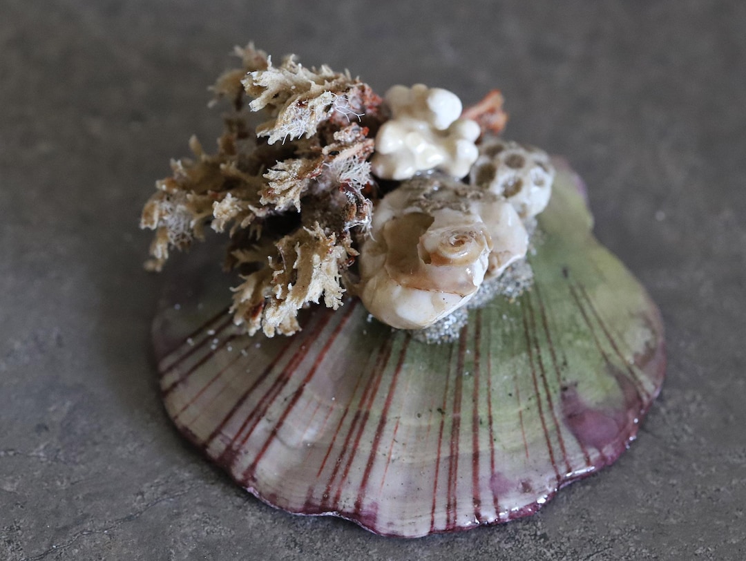 Unique Seashell Art Real Seashells Sponge Coral Australian Shells - Etsy