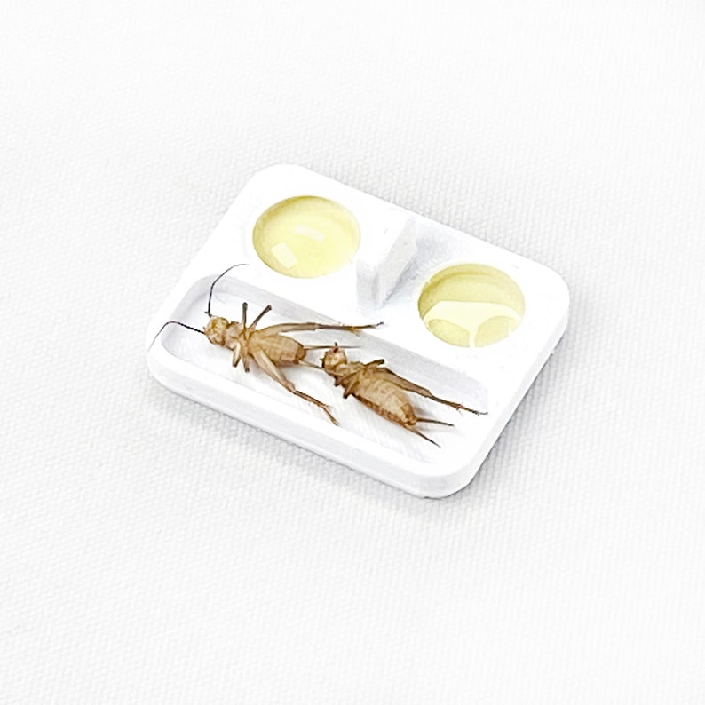 Ant Feeding Dish Large, Liquid or Solid Food | Formicaria Ant Supplies ...