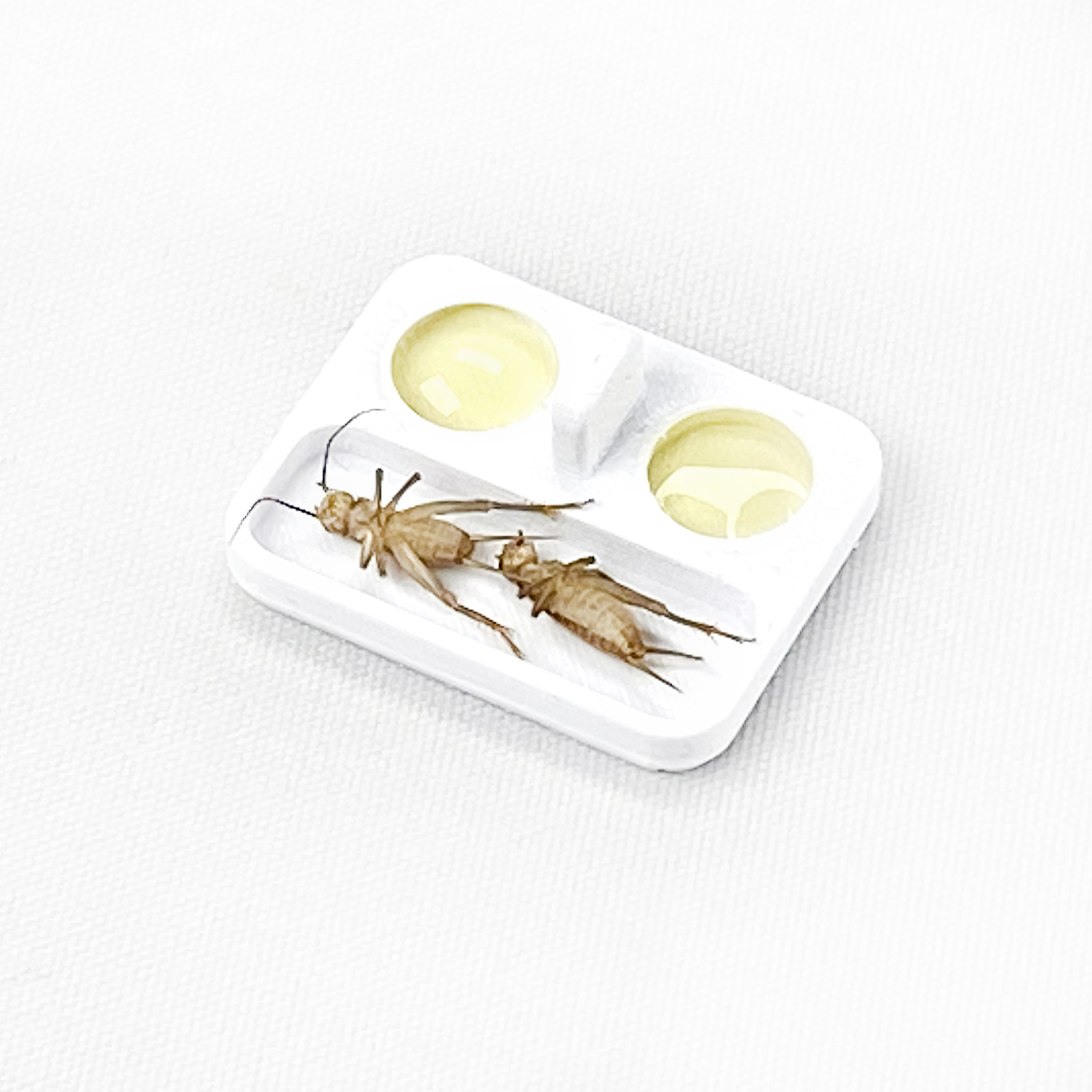 Ant Feeding Dish Large, Liquid or Solid Food | Formicaria Ant Supplies ...