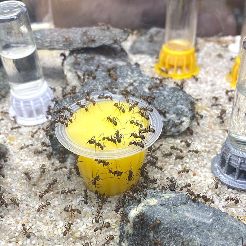 Protein and Sugar Jelly for Ants, Beetles and Other Pet Animals ...