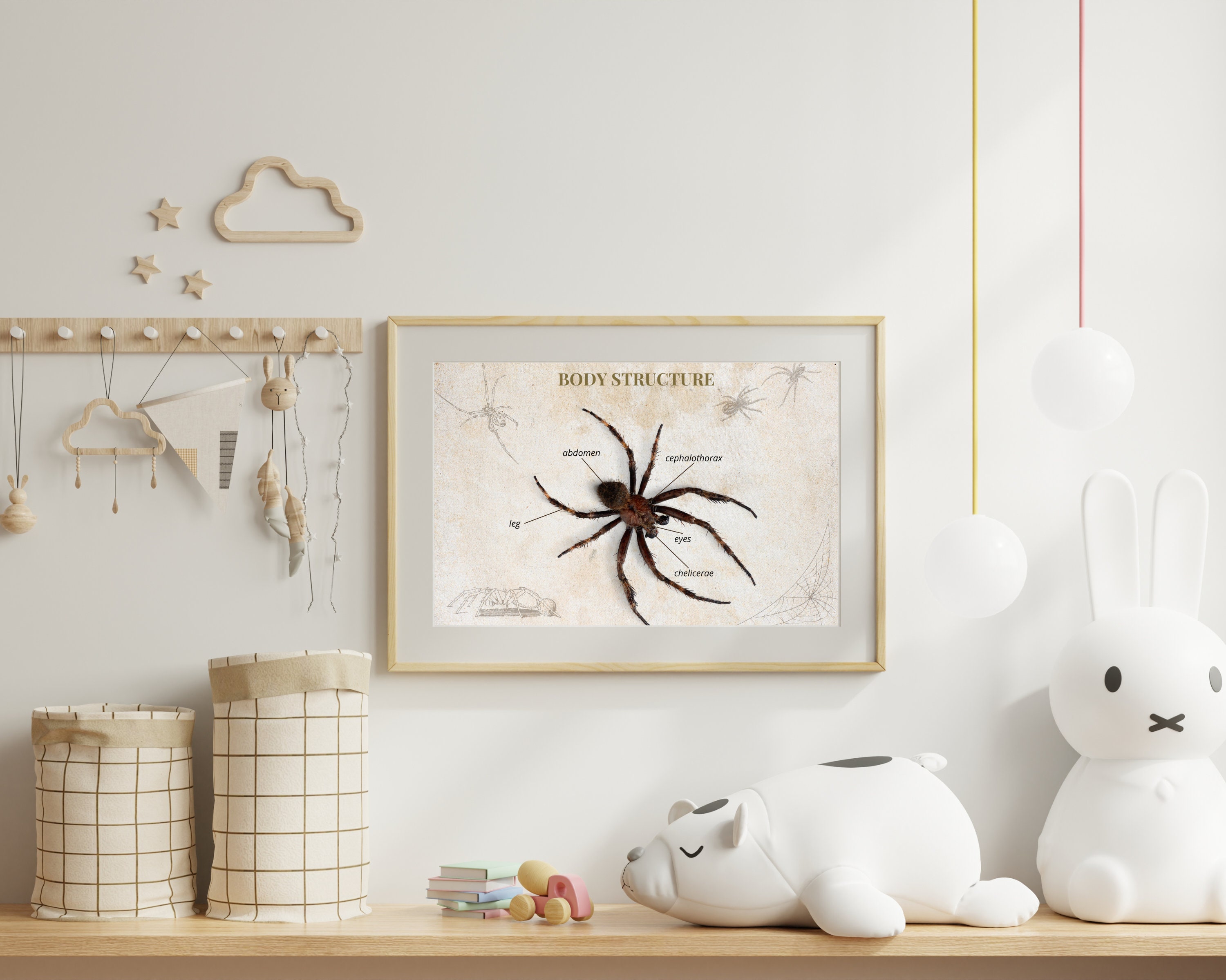 Spider Unit Study Printable Flashcards Life Cycle Pack Nature Study ...