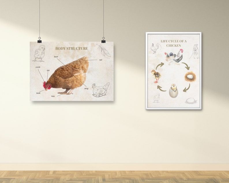 Chicken Life Cycle Printable | Montessori Farm Unit | Animal Science ...