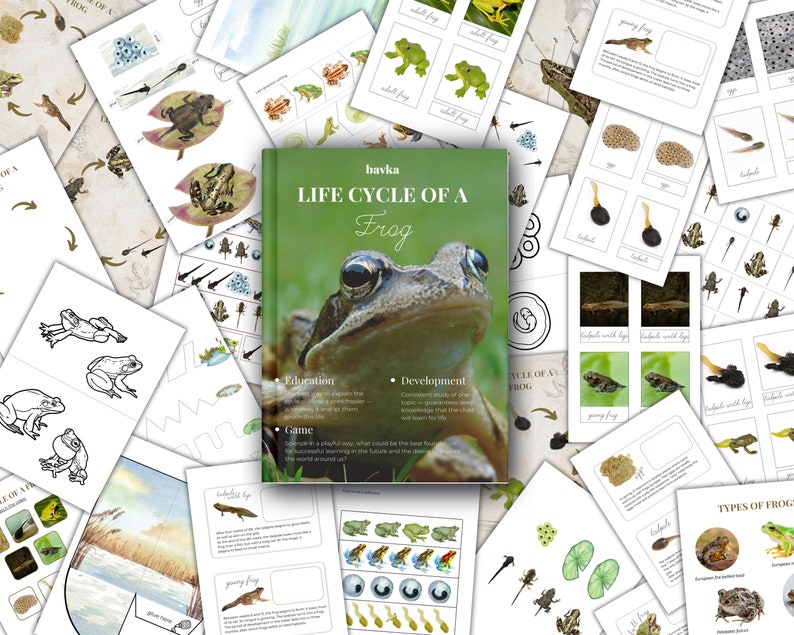 Frog Life Cycle Unit Study, Pond Animals Metamorphosis, Summer Science ...