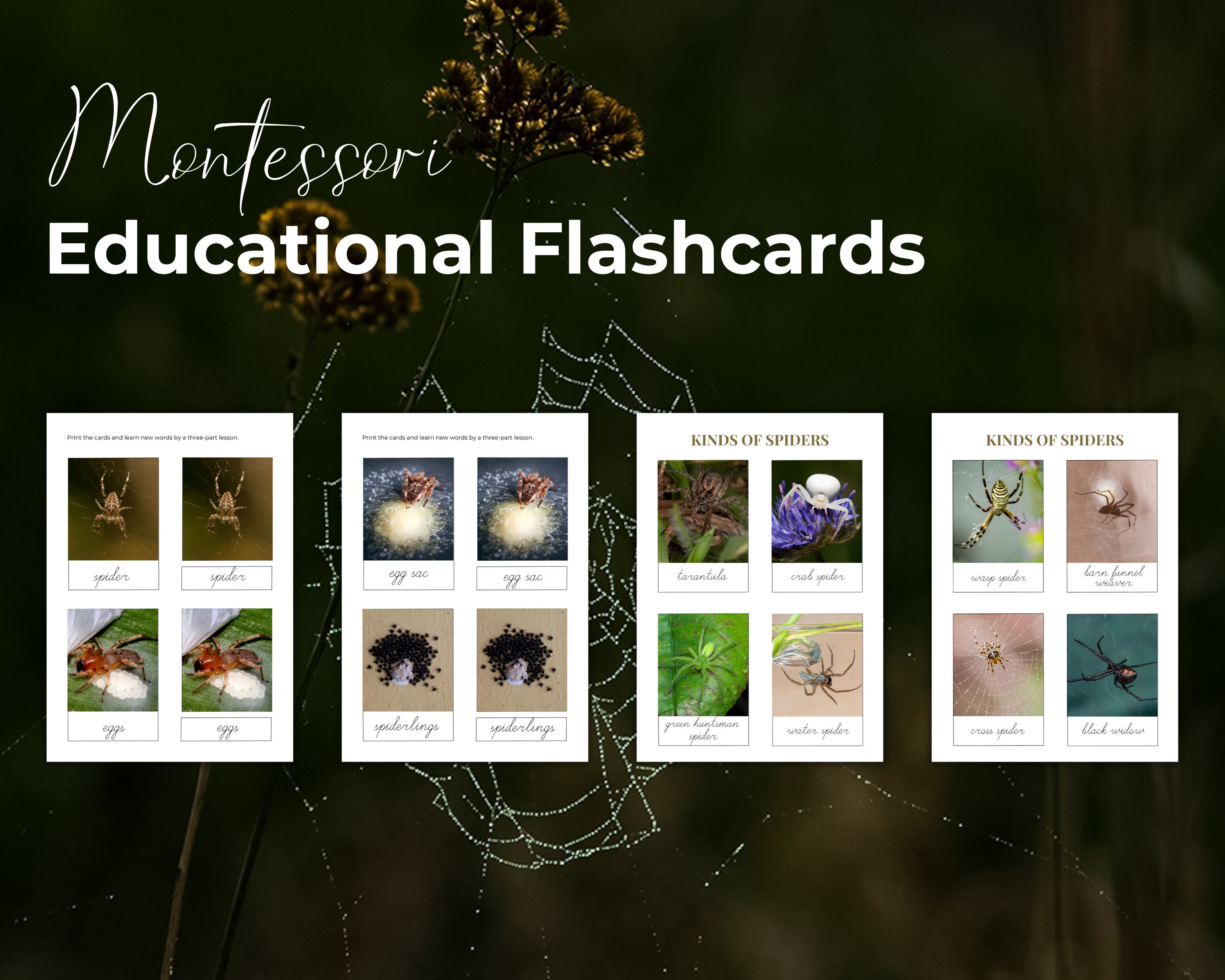 Spider Life Cycle Unit Study | Arachnid Learning Pack | Web Building ...